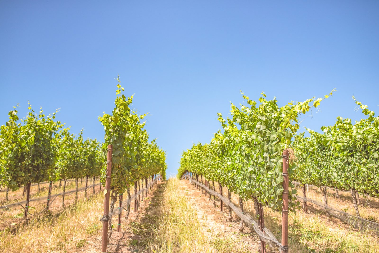 The Best Way to Experience Alexander Valley | girlwithglass.com